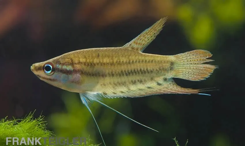 Fiche du poisson Trichopsis vittata (Gourami grogneur) - Aquablog