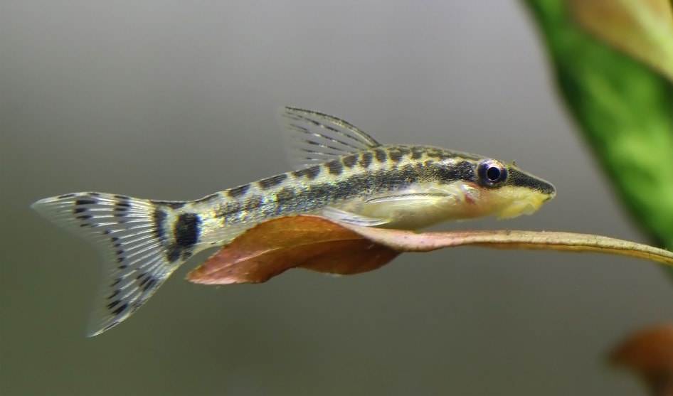 Fiche du poisson Macrotocinclus affinis - Aquablog