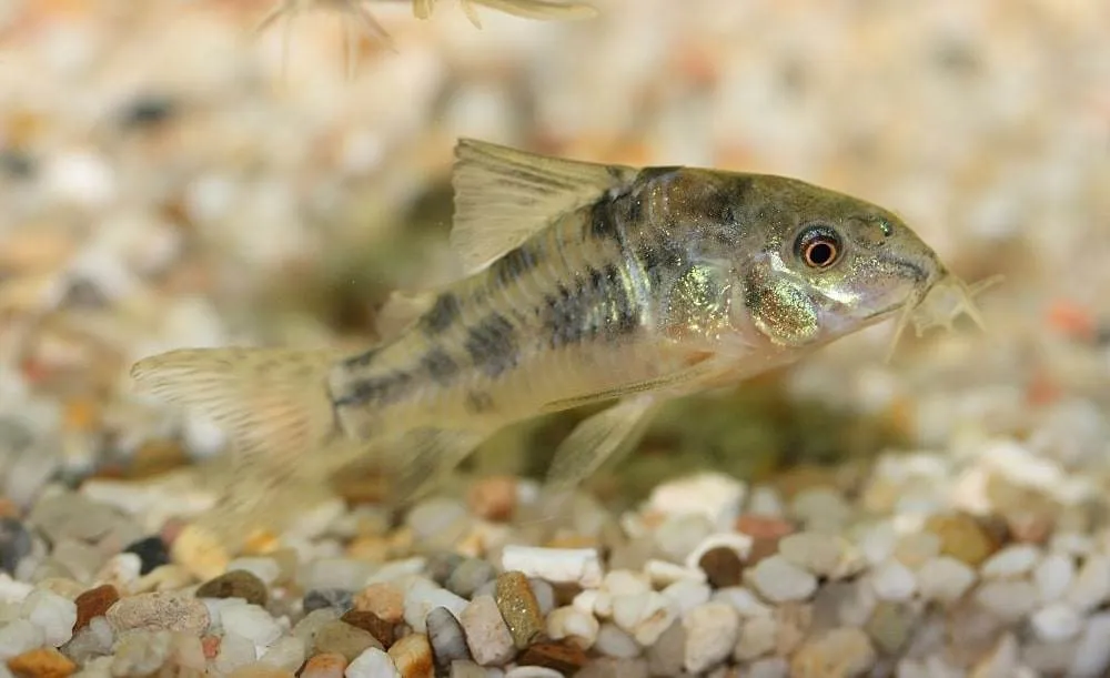 Fiche du poisson Corydoras paleatus - Aquablog