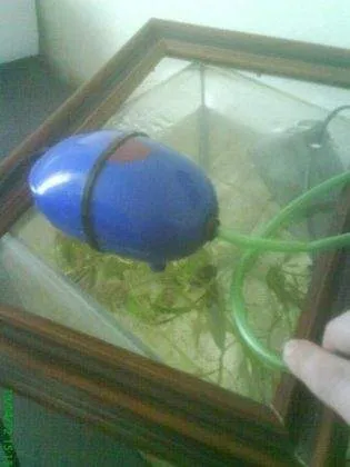 bulleur aquarium a quoi ça sert ? - Aquablog