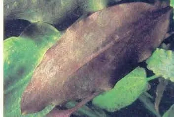 Les différentes algues (Causes et Remèdes) - Aquablog