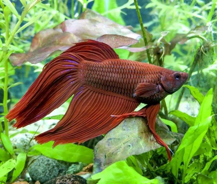 la reproduction du poisson combattant ( Betta splendens ) - Aquablog